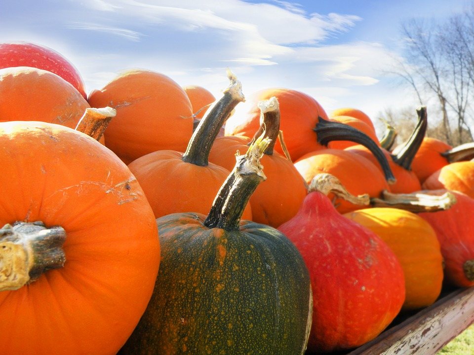 Tips to Picking the Perfect Pumpkins this Fall!