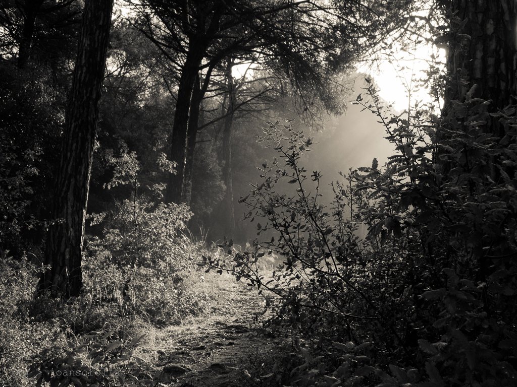 Designing Your Very Own Haunted Trail